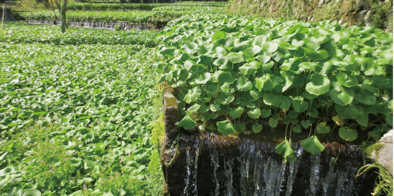 Wasabi vs Horseradish? Wait what?!?! – Kinjirushi Wasabi International ...