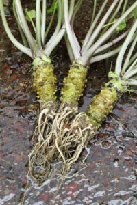 Wasabi vs Horseradish? Wait what?!?! – Kinjirushi Wasabi International ...