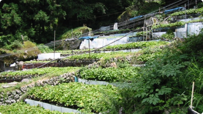 How to Grow Wasabi – Kinjirushi Wasabi International USA Ltd.